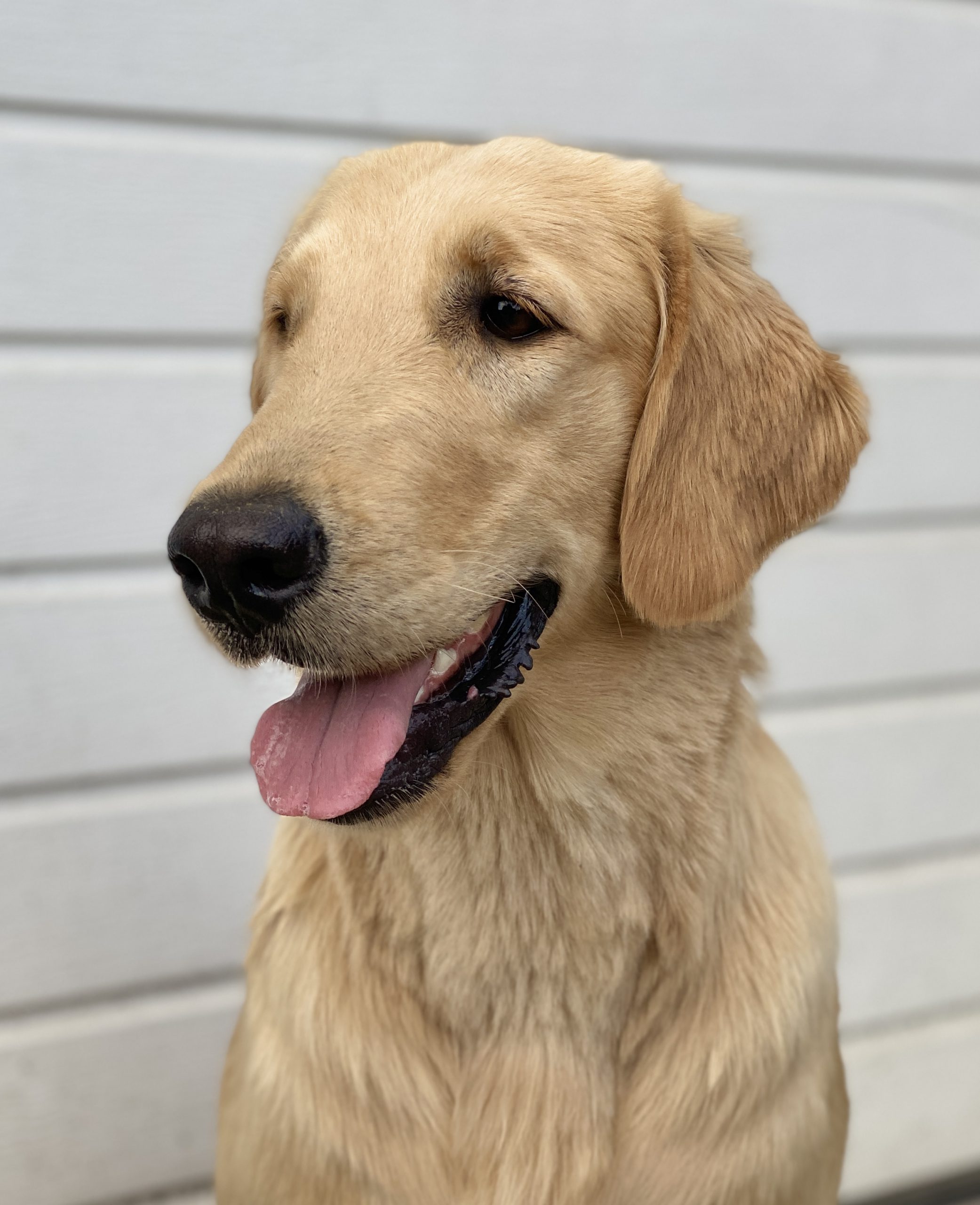 Valneriz – Once in a lifetime Queeny | Amazing Flat Beauties