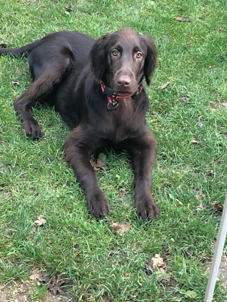 Flattopia Jule | Amazing Flat Beauties