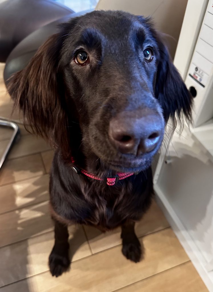 Flattopia Jule | Amazing Flat Beauties